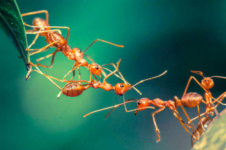 Insectos rastreros - Stopplaga